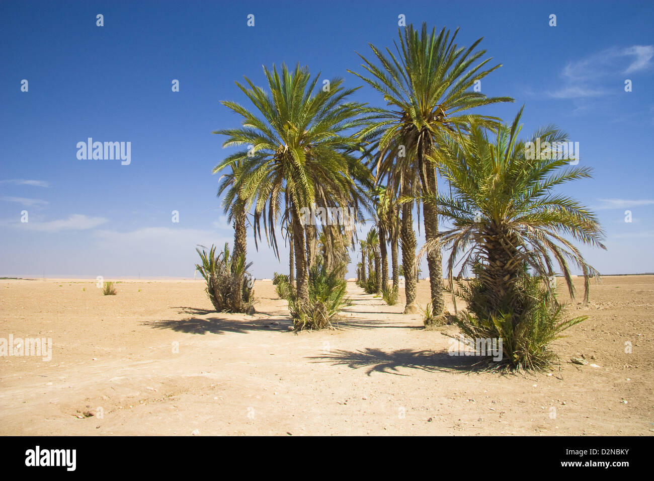 Palms in the desert hi-res stock photography and images - Alamy