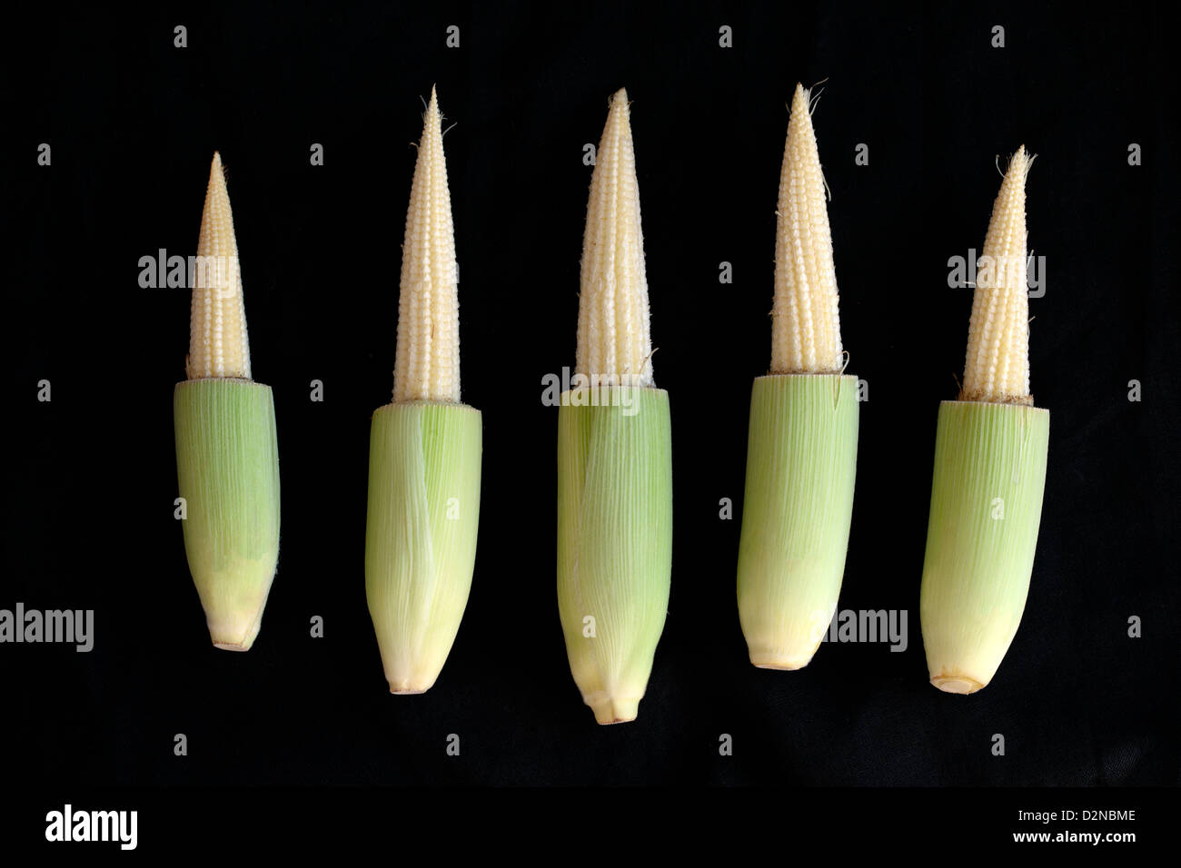 Row of Baby Corn Stock Photo - Alamy