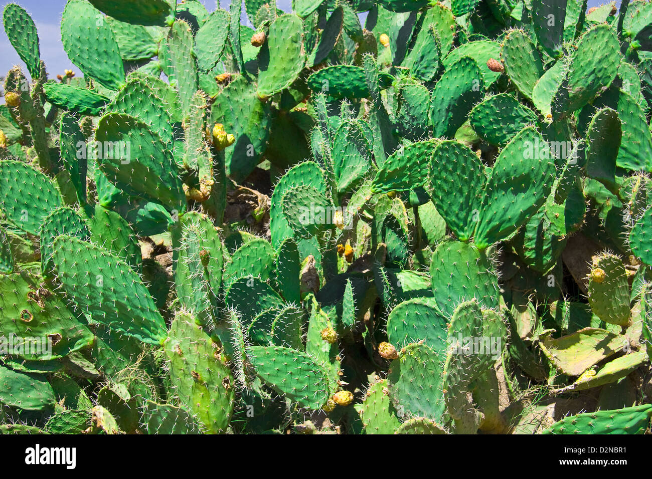 Moroccan cactus hi-res stock photography and images - Alamy
