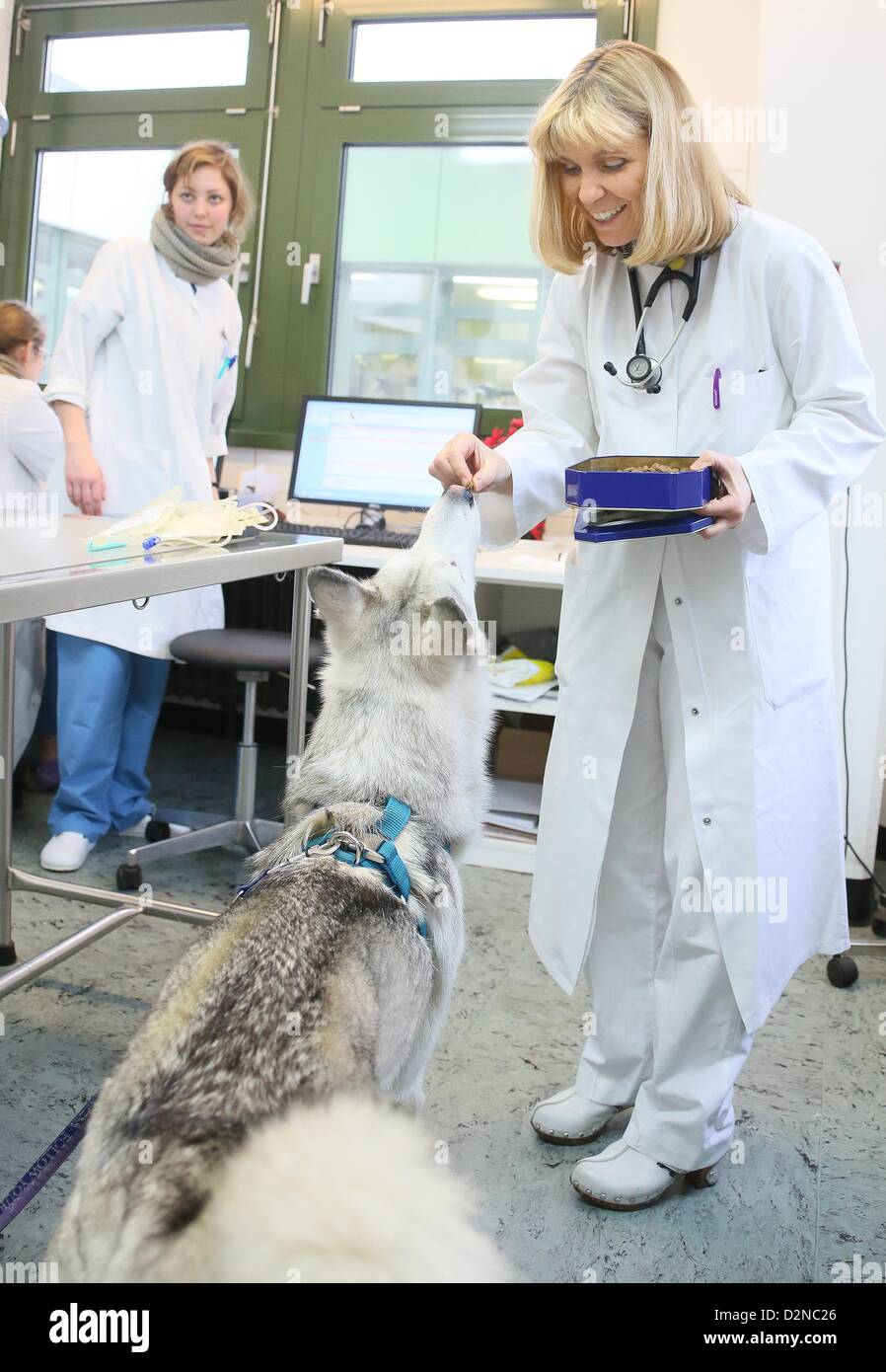 Husky Sirius receives a dog biscuit from veterinarian and professor ...