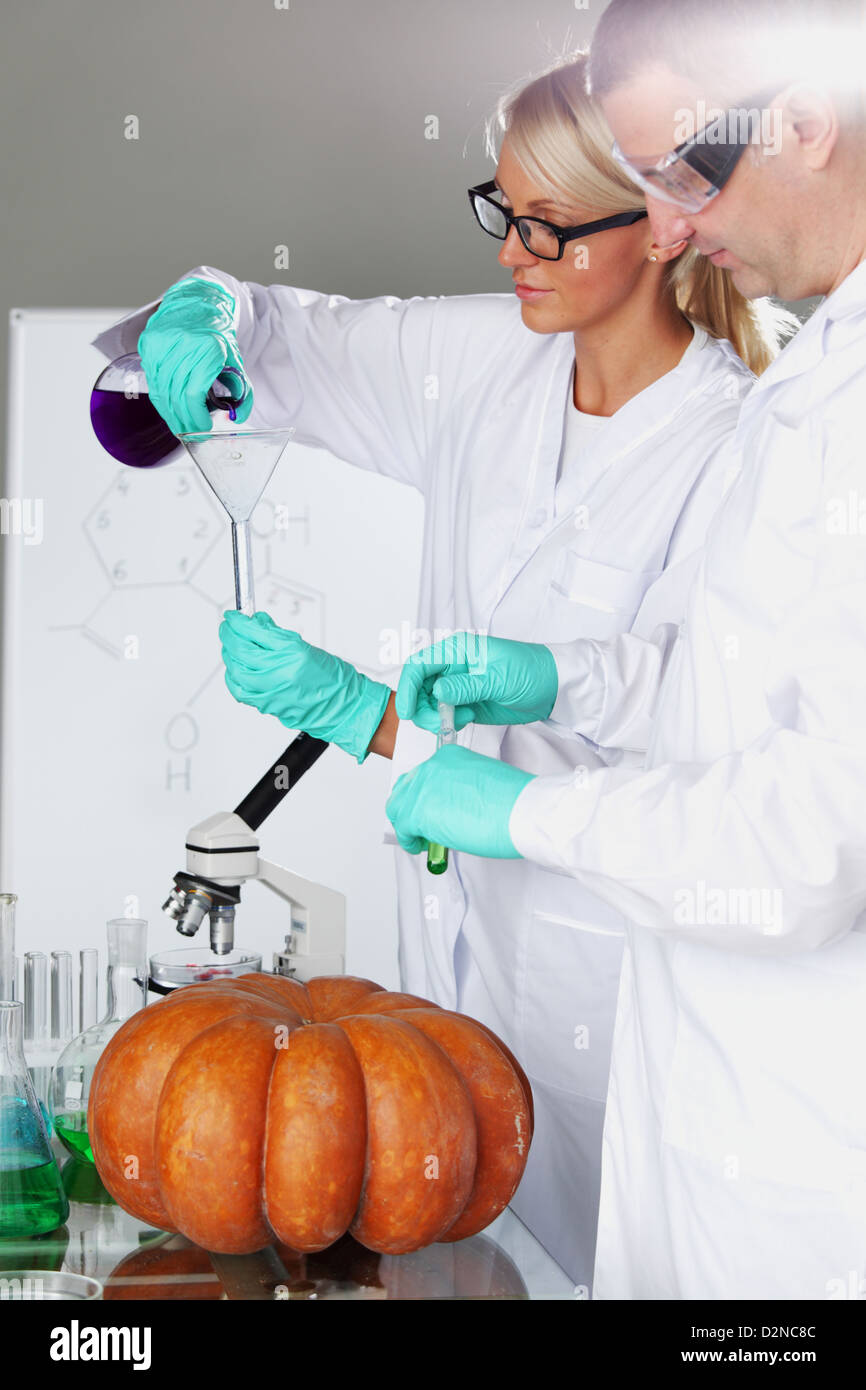 Scientist conducting genetic experiment with pumpkin Stock Photo - Alamy