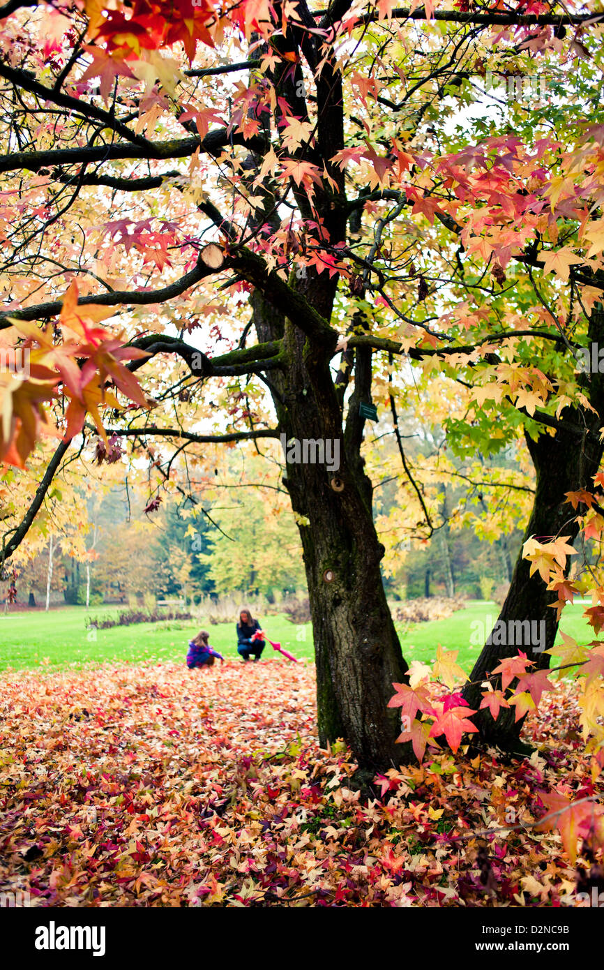 Liquidambar styraciflua in autumn. Mother and child admire colorful ...