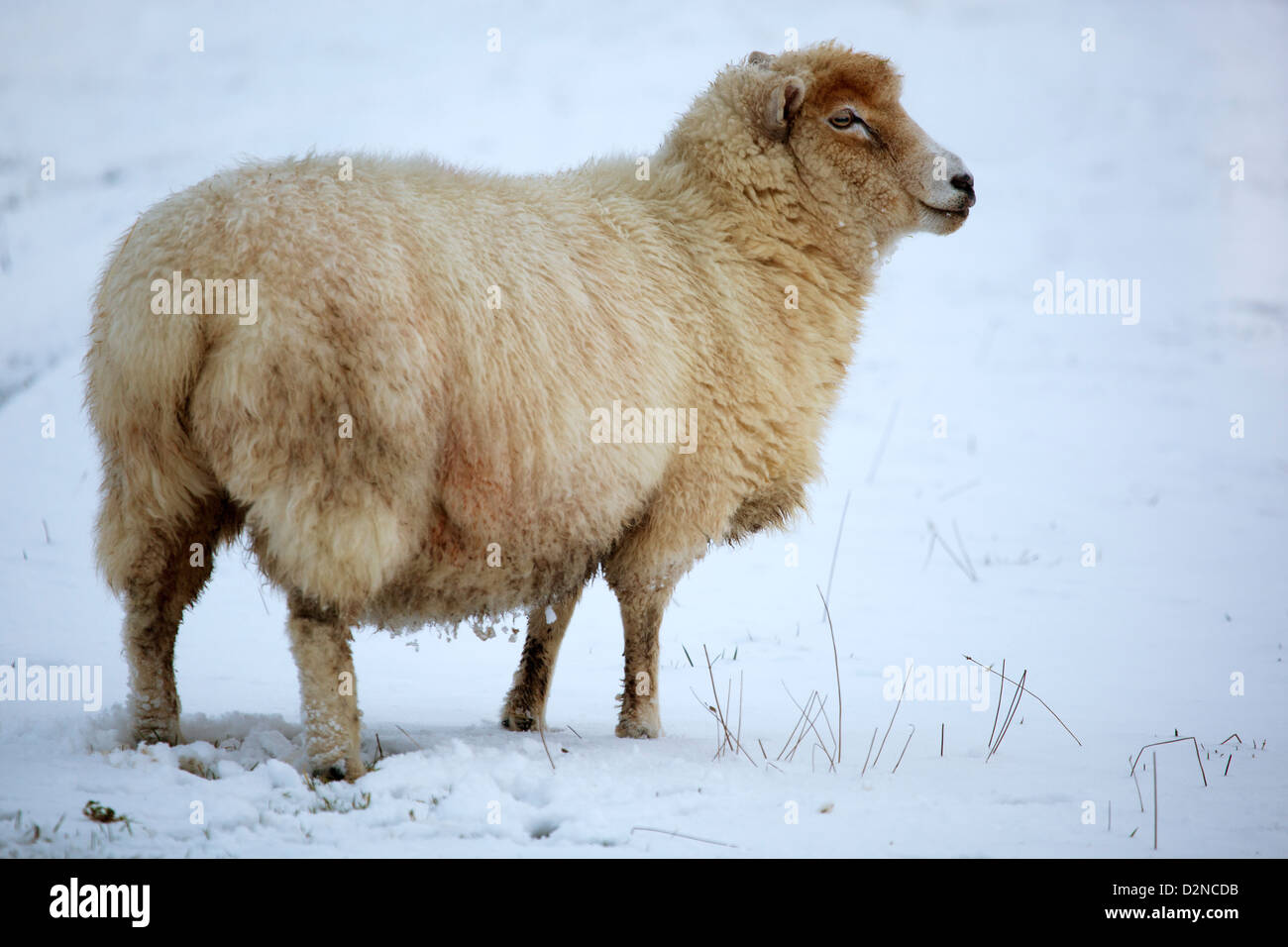 Sheep in field of Snow Stock Photo - Alamy