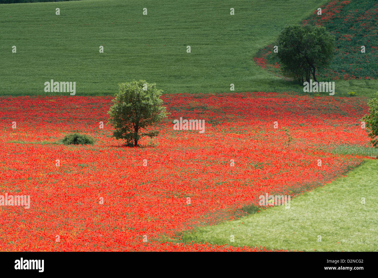Rosella papaver rhoeas hi-res stock photography and images - Alamy