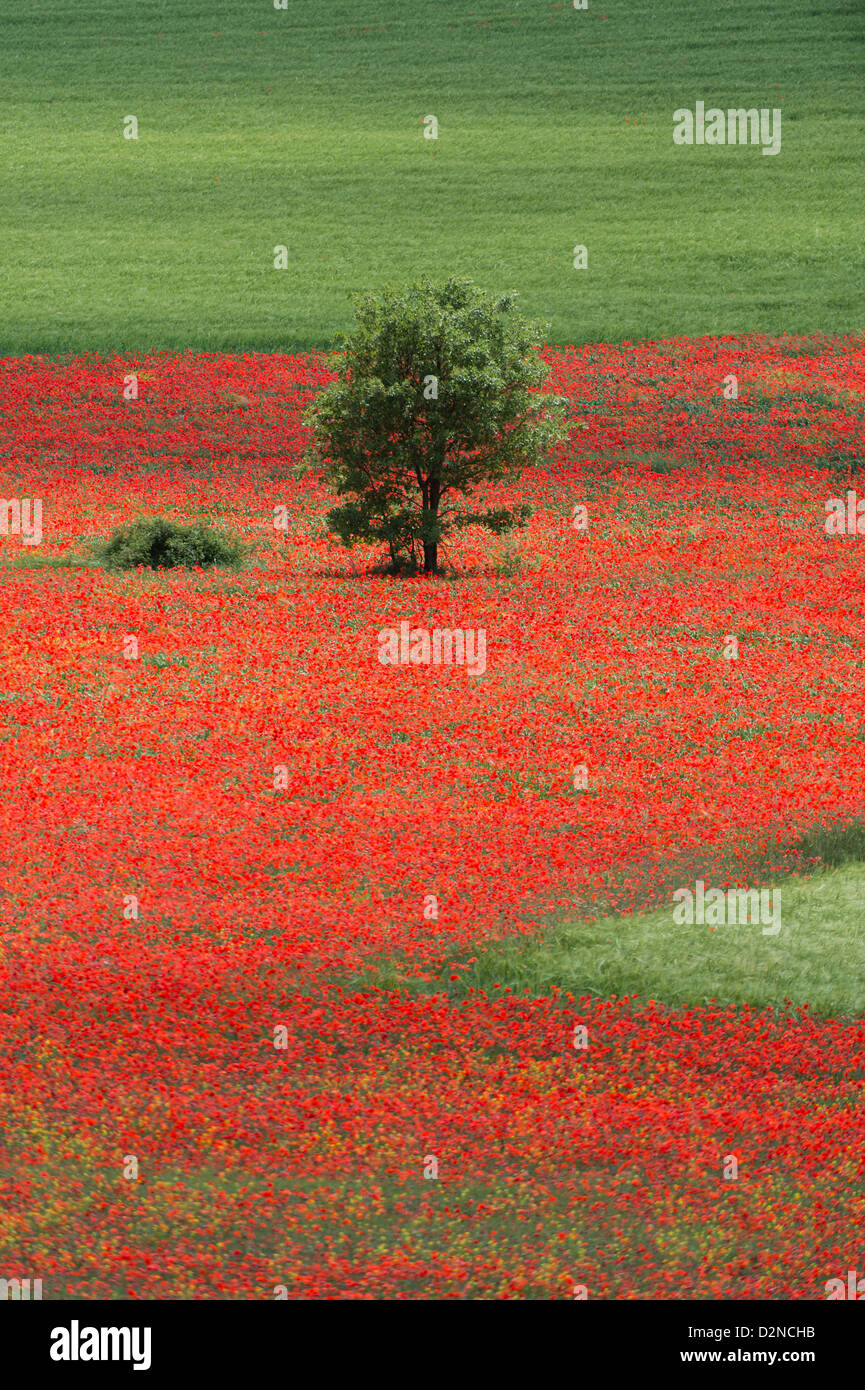 Rosella papaver rhoeas hi-res stock photography and images - Alamy