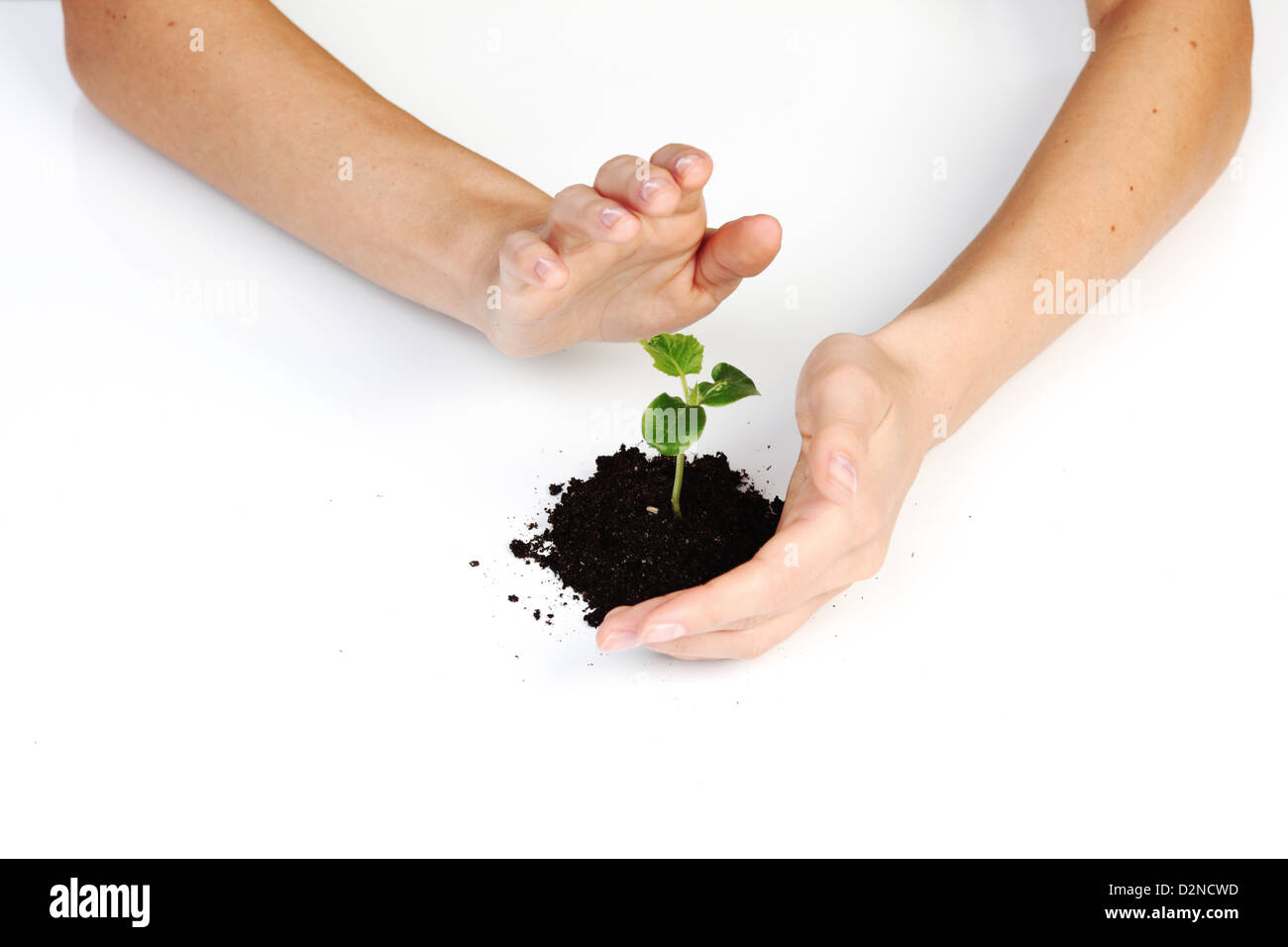young plant cover their hands on a white background Stock Photo - Alamy
