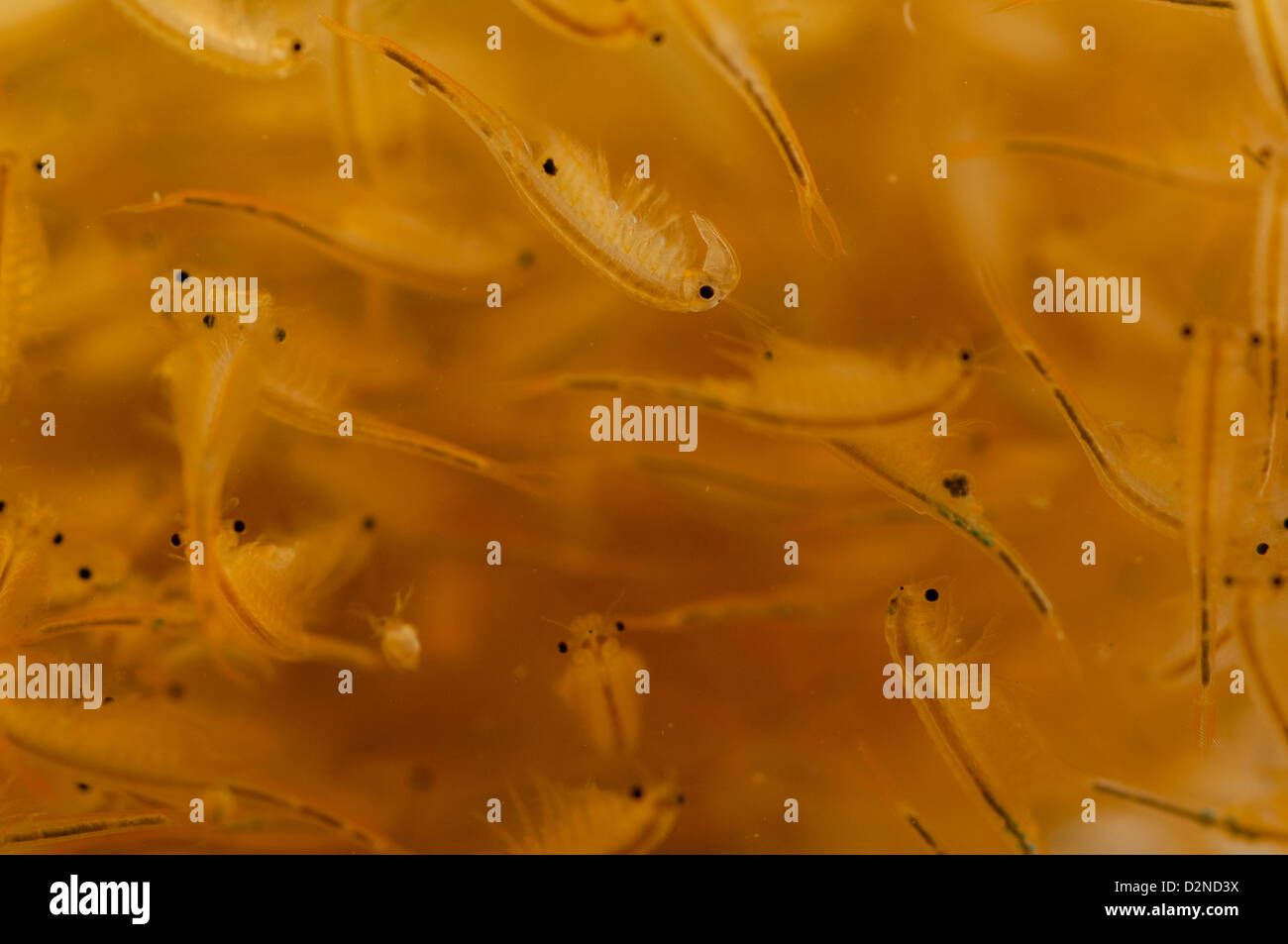 Branchipus schaefferi is a Crustacean appearing in European meadows ...