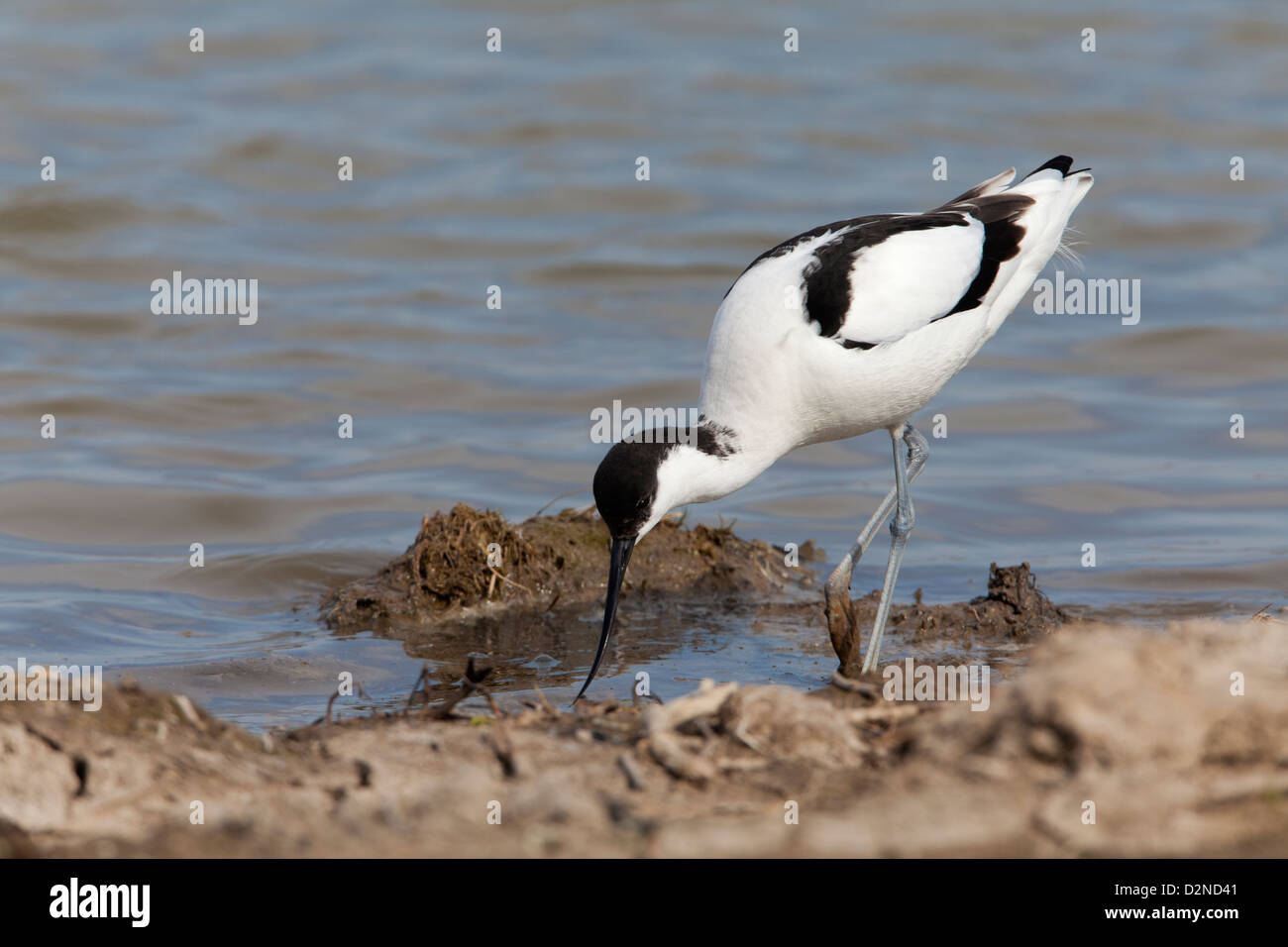 Pied Avocet Recurvirostra avosetta adult feeding along edge of water ...