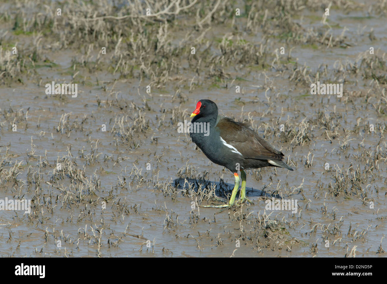 Common Moorhen Gallinula chloropus adult in breeding plumage standing ...