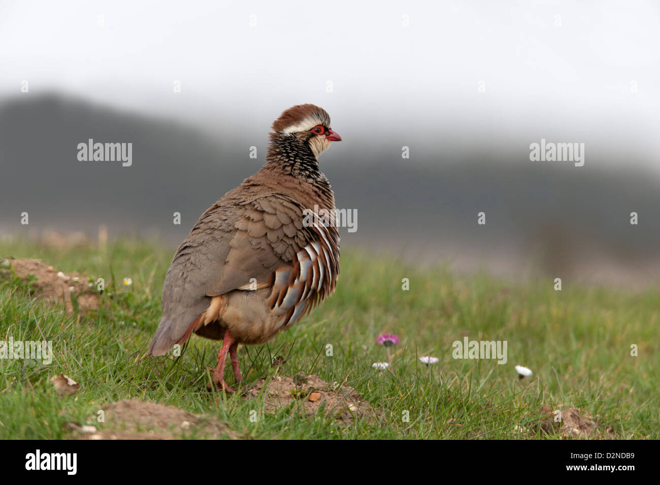 Red-legged Partridge Alectoris rufa adult Stock Photo - Alamy