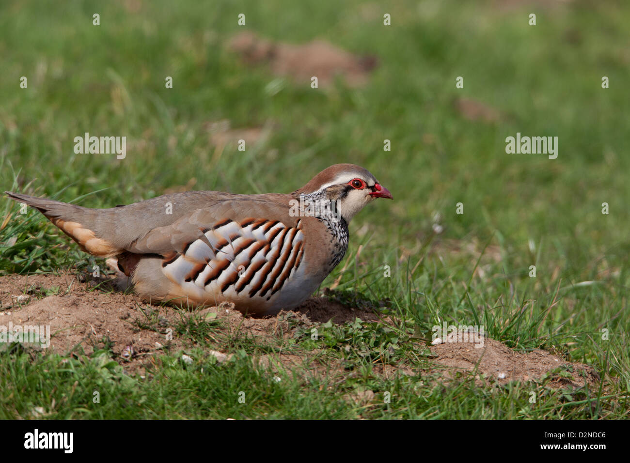 Red legged patridge hi-res stock photography and images - Alamy