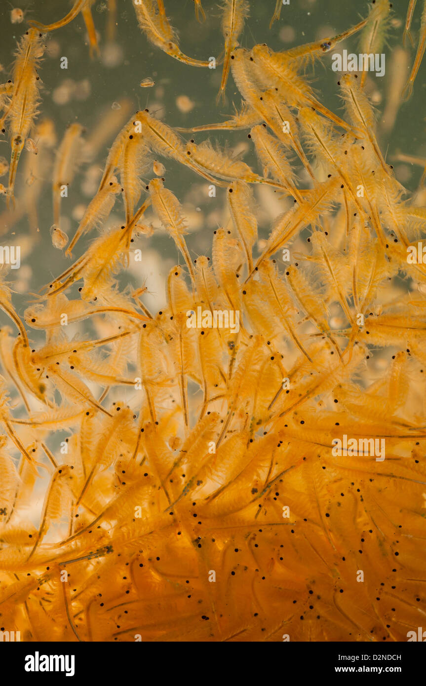 Branchipus schaefferi is a Crustacean appearing in European meadows ...