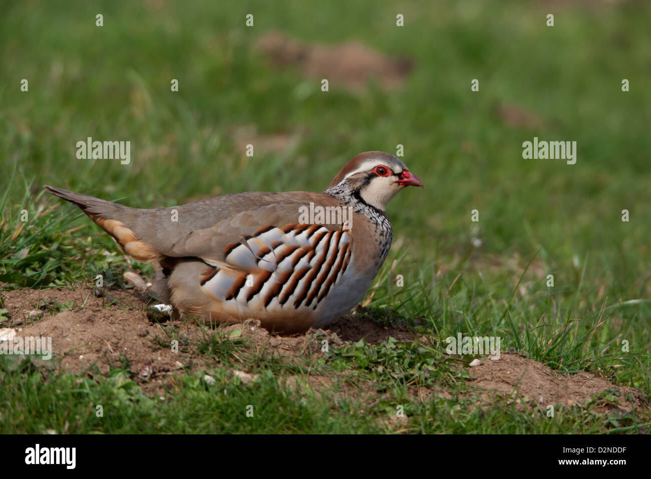 Red-legged Partridge Alectoris rufa adult Stock Photo - Alamy