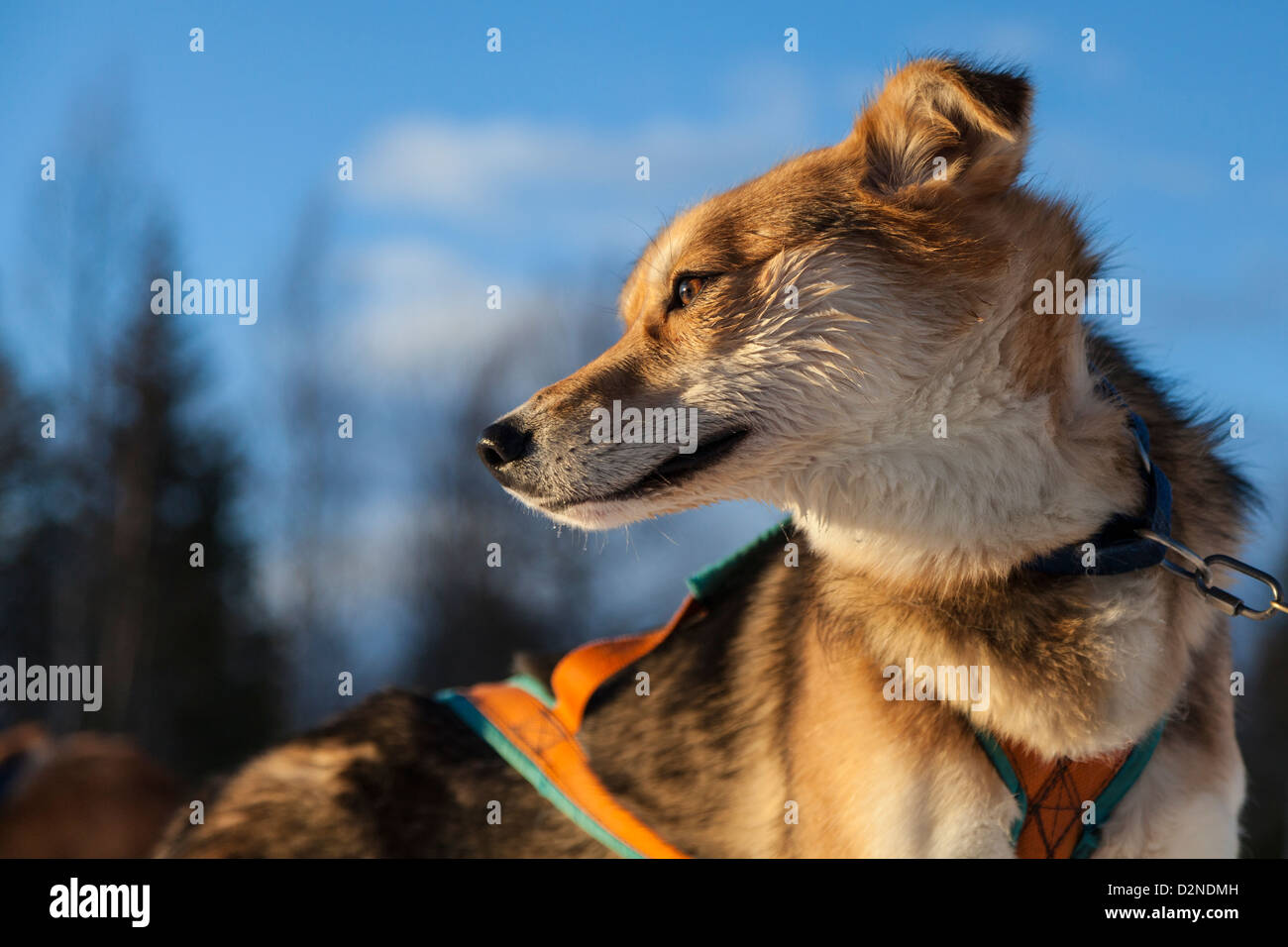 Swedish Mixed Breed Polar Alaska Husky Sled Dog Stock Photo - Alamy