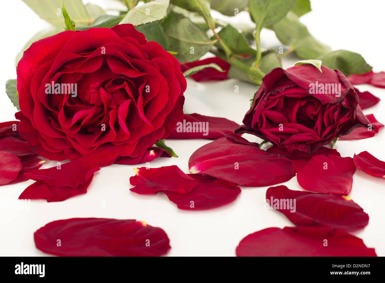 Valentines petals hi-res stock photography and images - Alamy