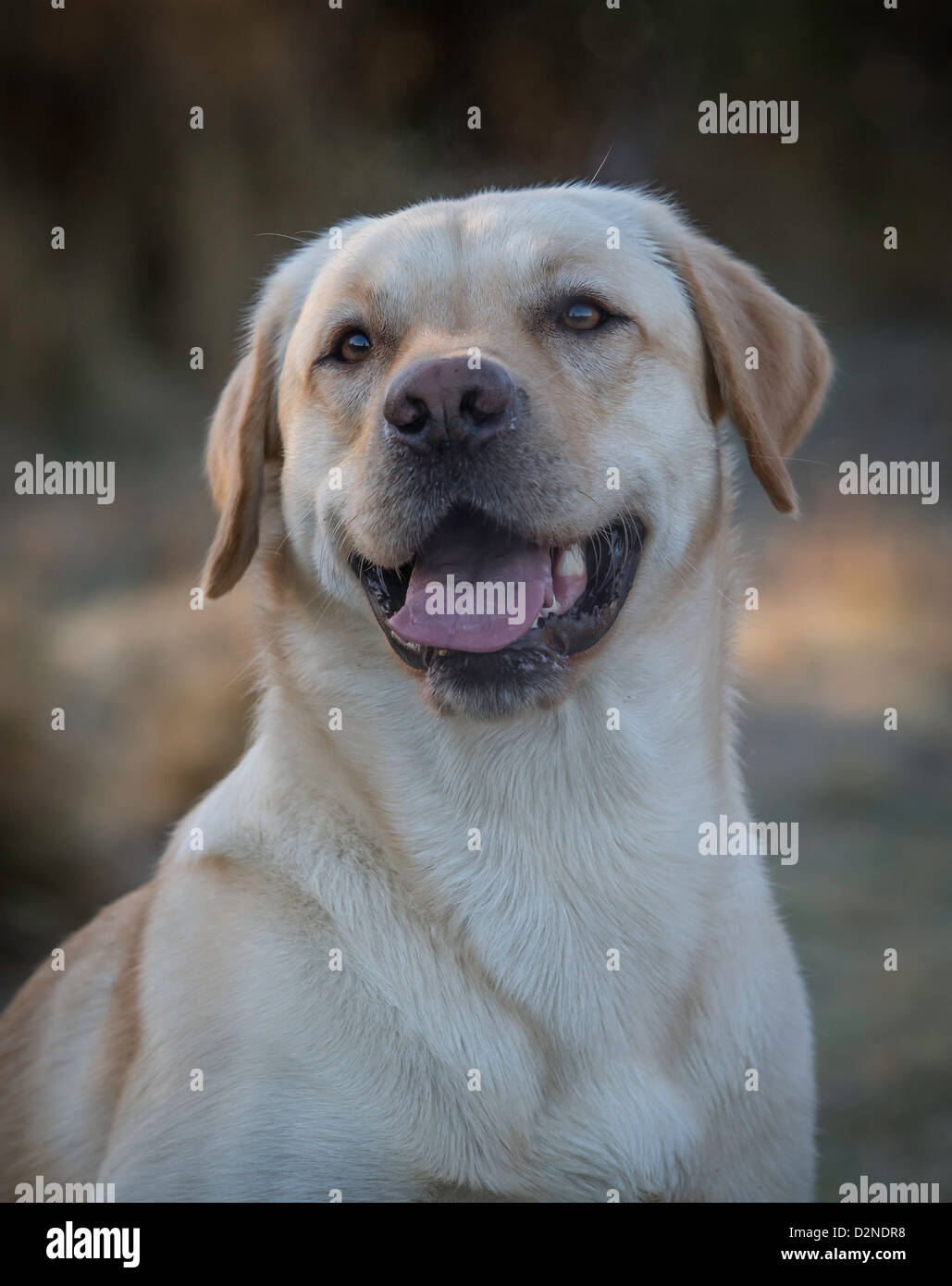 Golden labrador sitting on grass hi-res stock photography and images ...