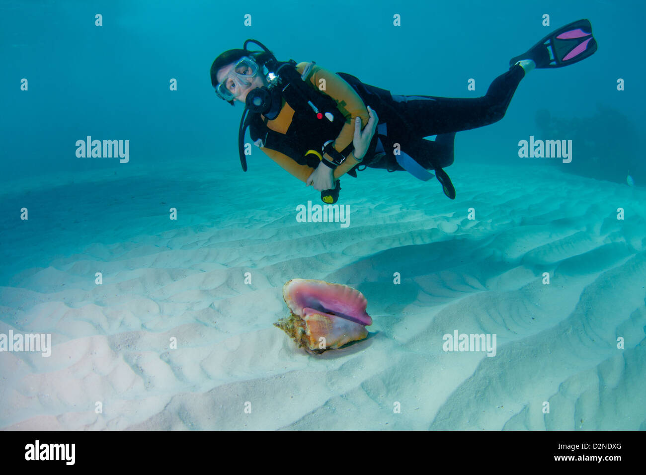 Female scuba diver and a beautiful conch shell on a sandy seabed in the ...