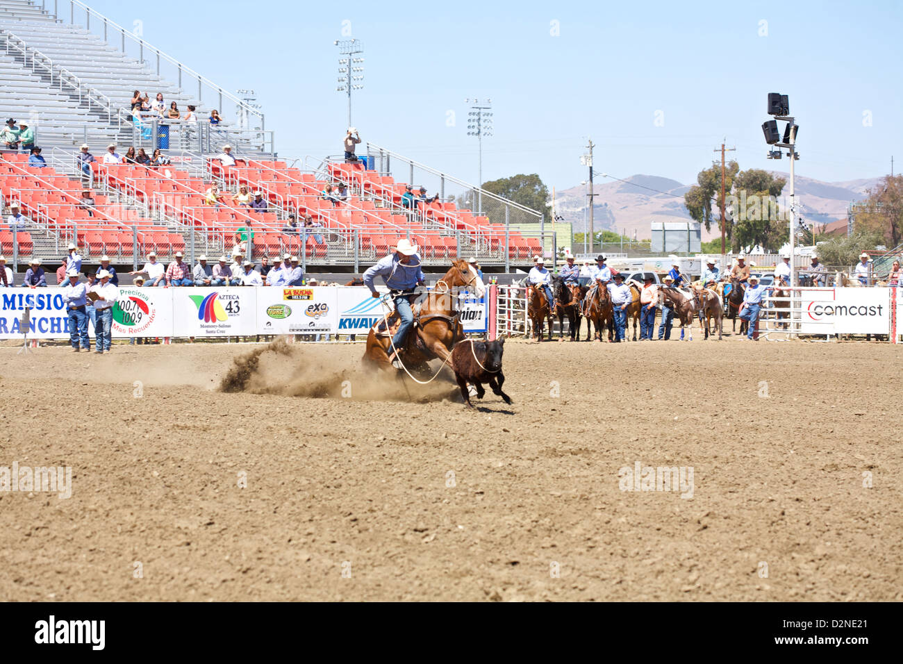 Cowboy during calf roping competition hi-res stock photography and ...