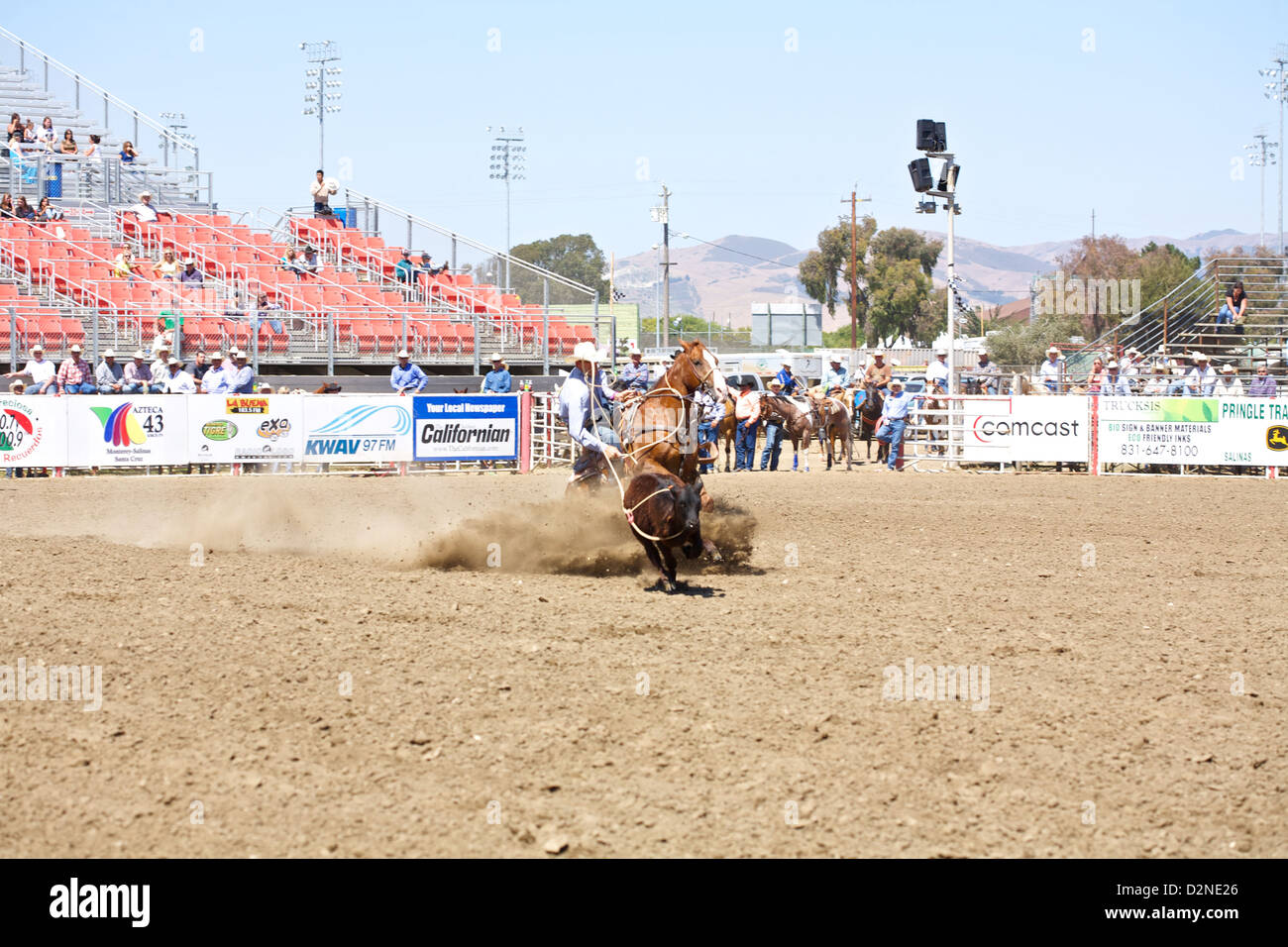 Cowboy competing in a calf roping event at the Salinas Rodeo in ...