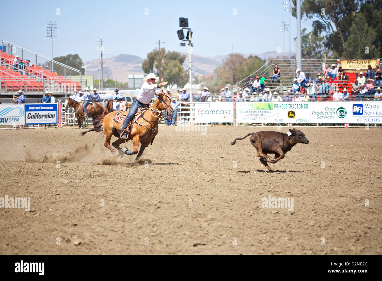 Cowboy competing in a calf roping event at the Salinas Rodeo in ...