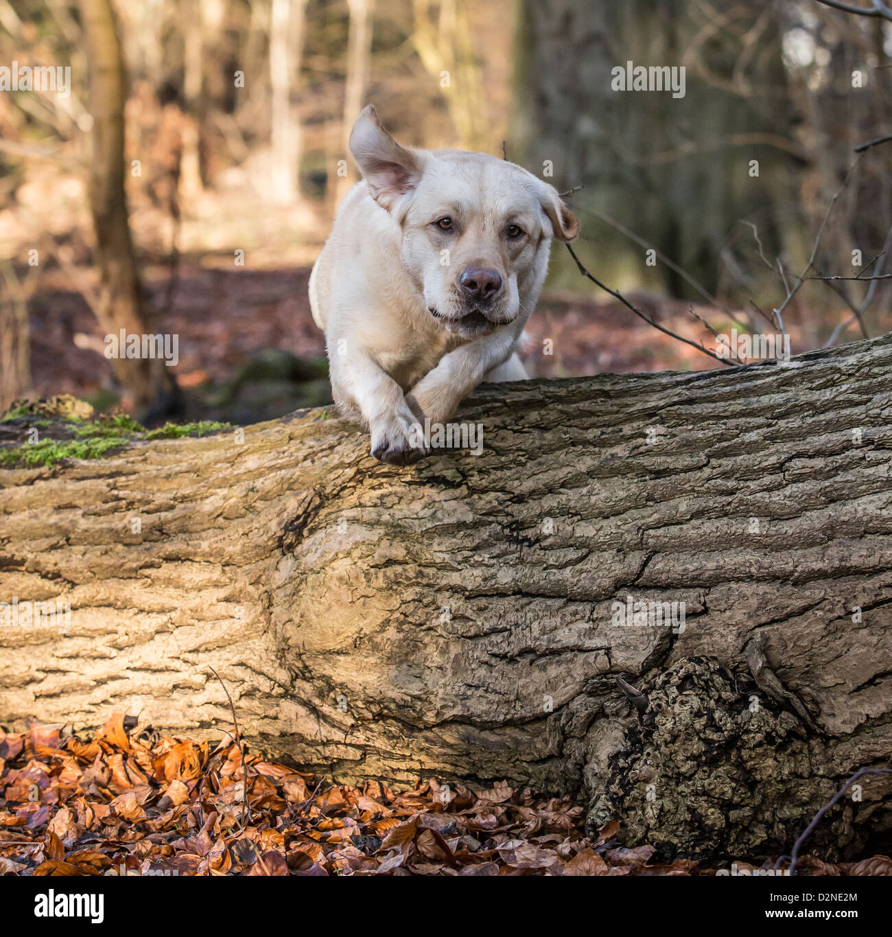 Dog jumping log hi-res stock photography and images - Alamy