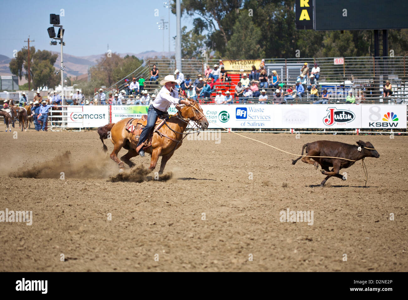 Cowboy During Calf Roping Competition High Resolution Stock Photography ...