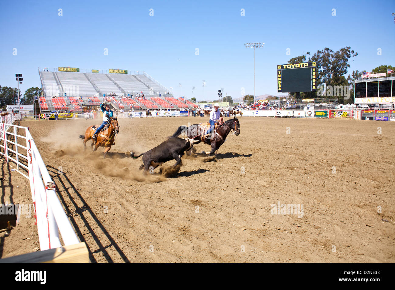 Cowboy lasso calf hi-res stock photography and images - Alamy