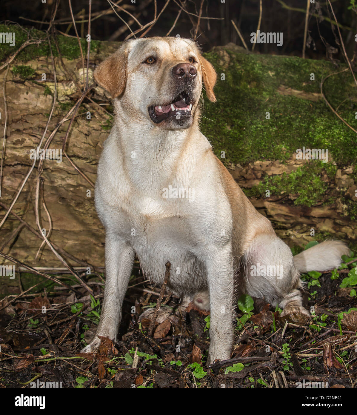 Golden labrador sitting hi-res stock photography and images - Alamy