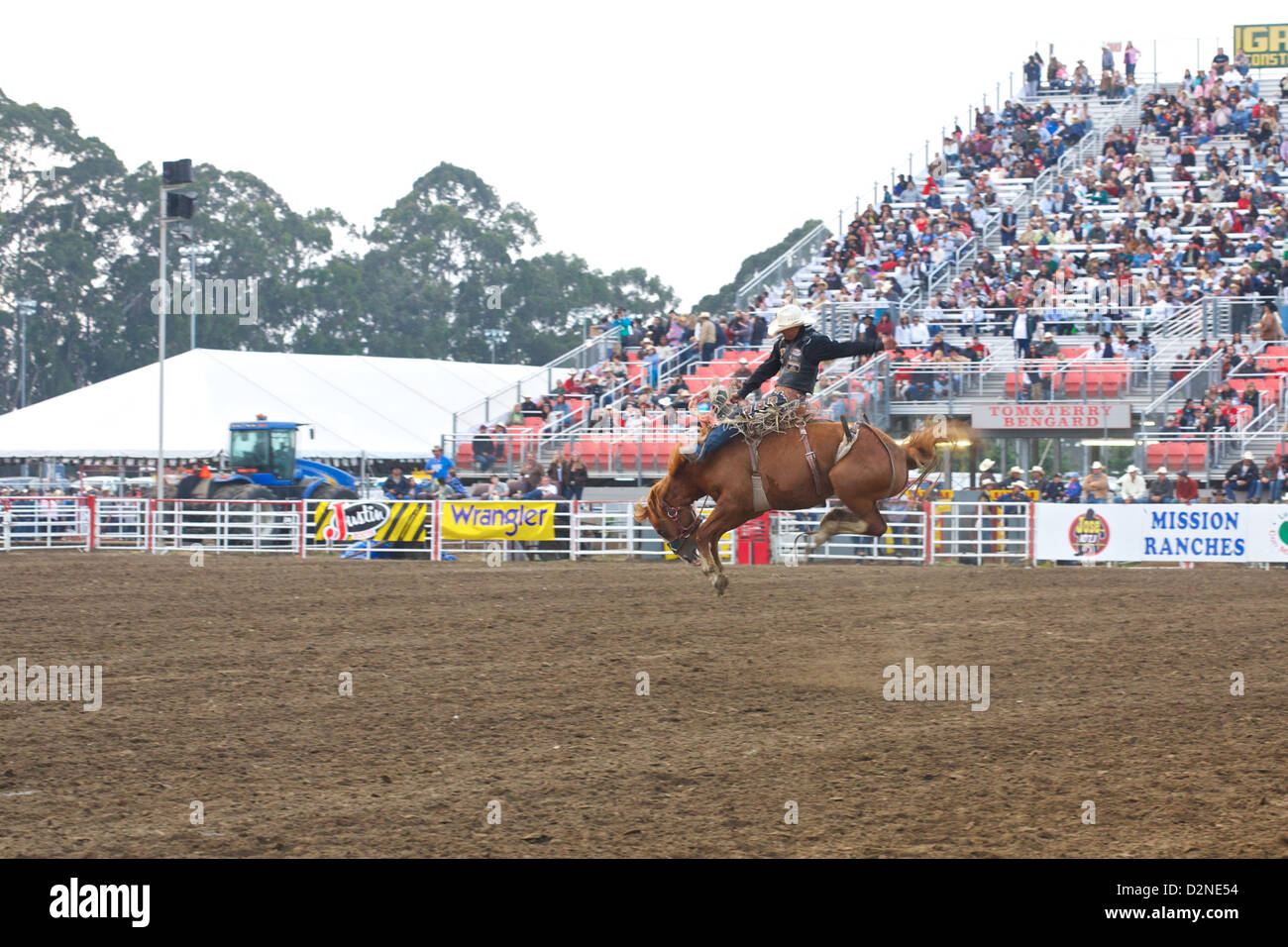 Rodeo rider on a bucking bronco at the Salinas, California Rodeo Stock ...