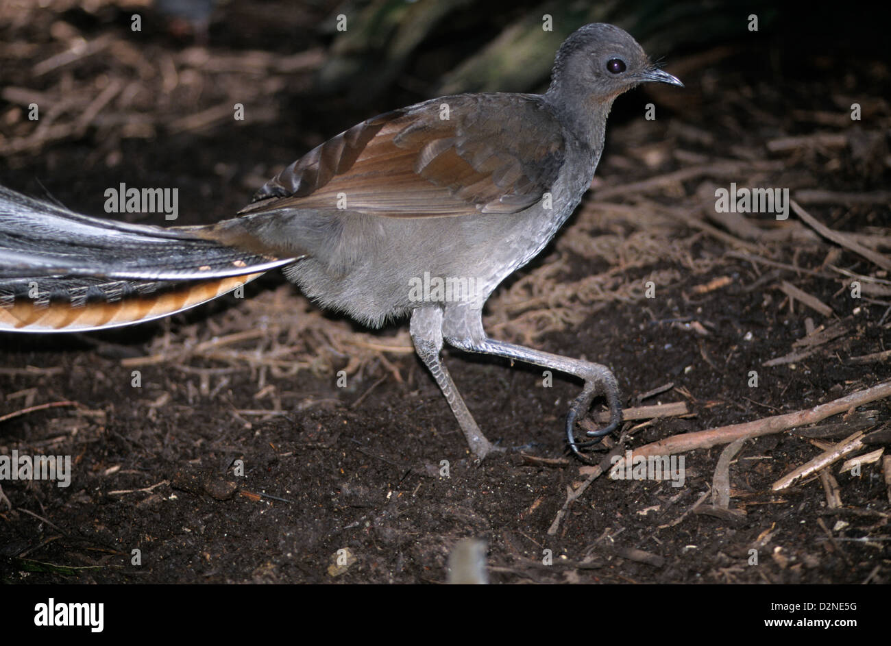 Australia, wildlife, native birds, lyrebird on forrest floor Stock ...