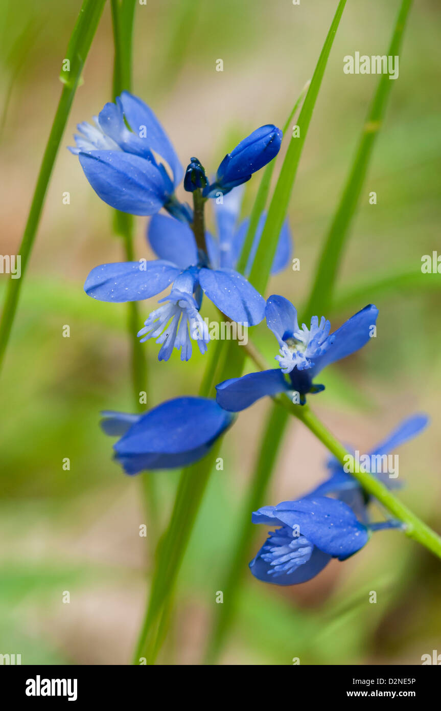 Polygala species hi-res stock photography and images - Alamy