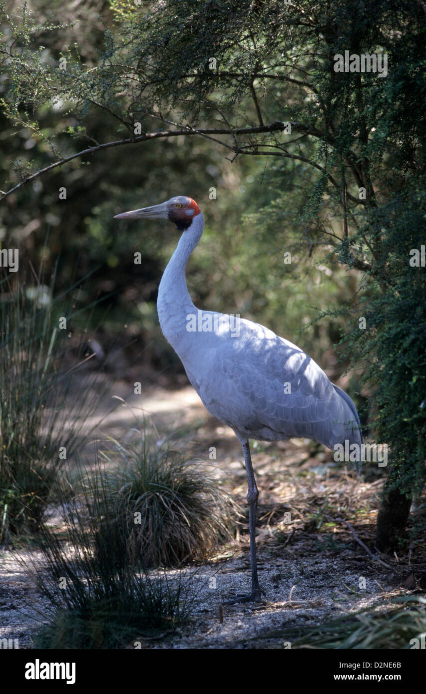 Australia, wildlife, birds, Brolga. (Grus rubicunda Stock Photo - Alamy