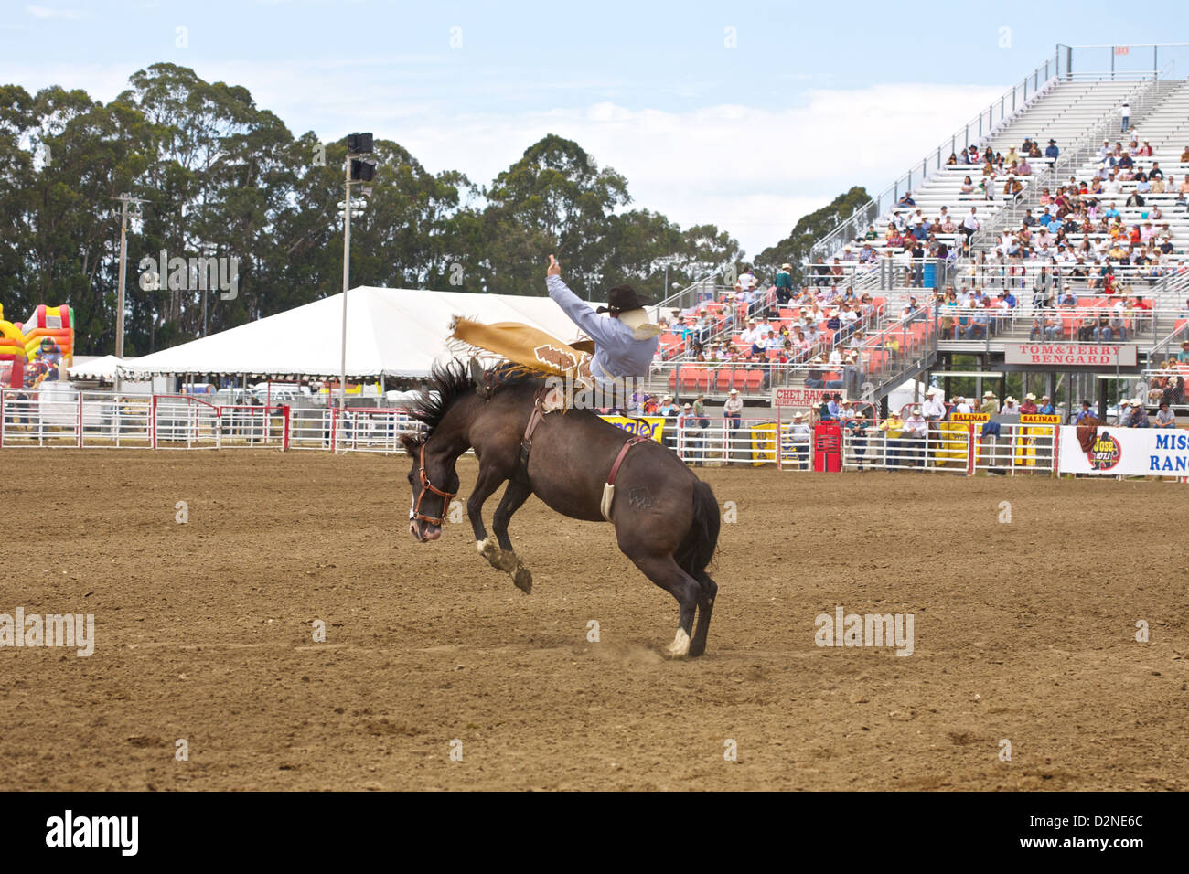 Rodeo rider on a bucking bronco at the Salinas, California Rodeo Stock ...