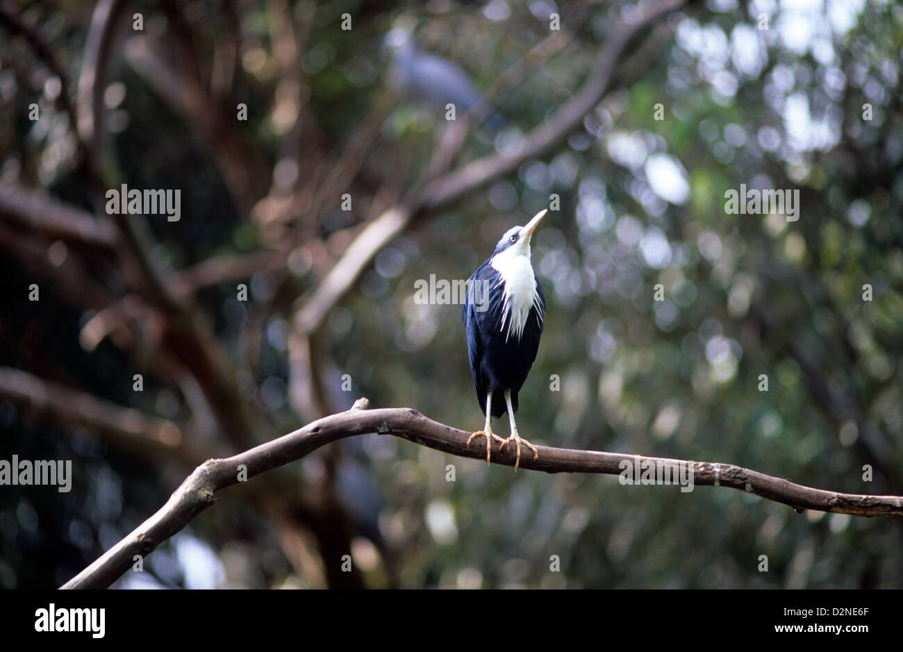 Australia, wildlife, native birds, pied Heron (Ardea picata Stock Photo ...