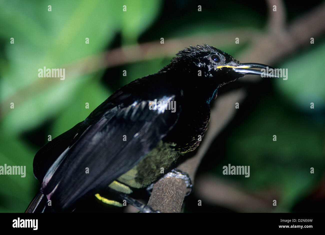 Australia, native animals. birds, Victoria's Riflebird (Ptiloris ...