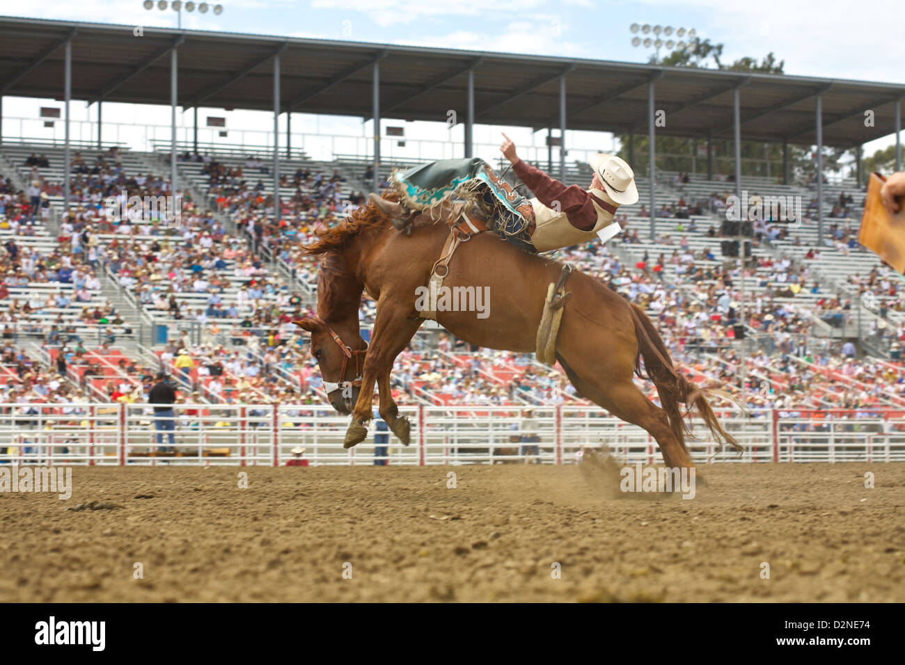 Rodeo rider on a bucking bronco at the Salinas, California Rodeo Stock ...