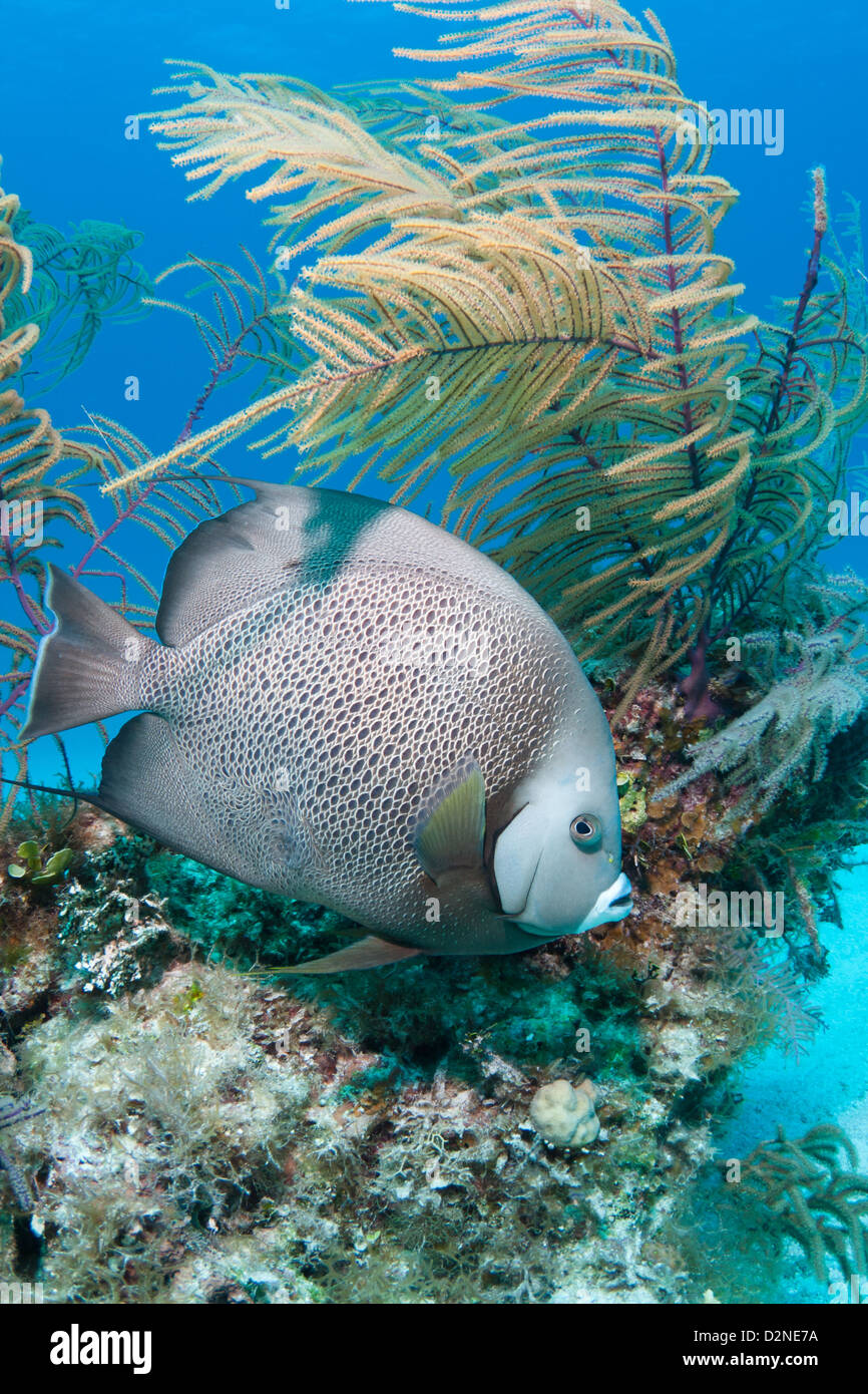 Grey Angelfish on a coral reef in the Bahamas Stock Photo - Alamy