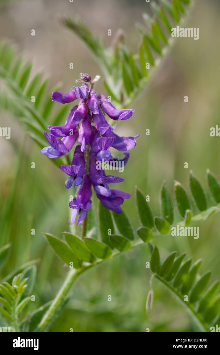 Tufted Wetch (Vicia cracca), Spain Stock Photo - Alamy