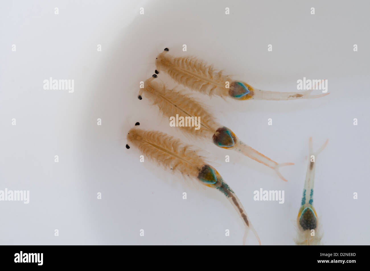 Branchipus schaefferi is a Crustacean appearing in European meadows ...