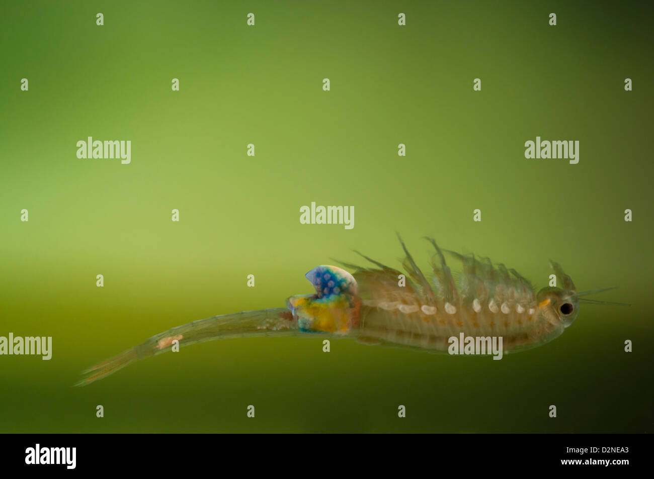 Branchipus schaefferi is a Crustacean appearing in European meadows ...