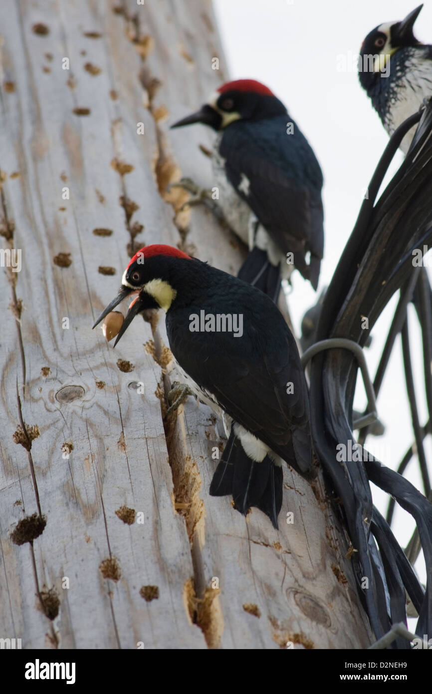 Woodpecker storing acorns hi-res stock photography and images - Alamy