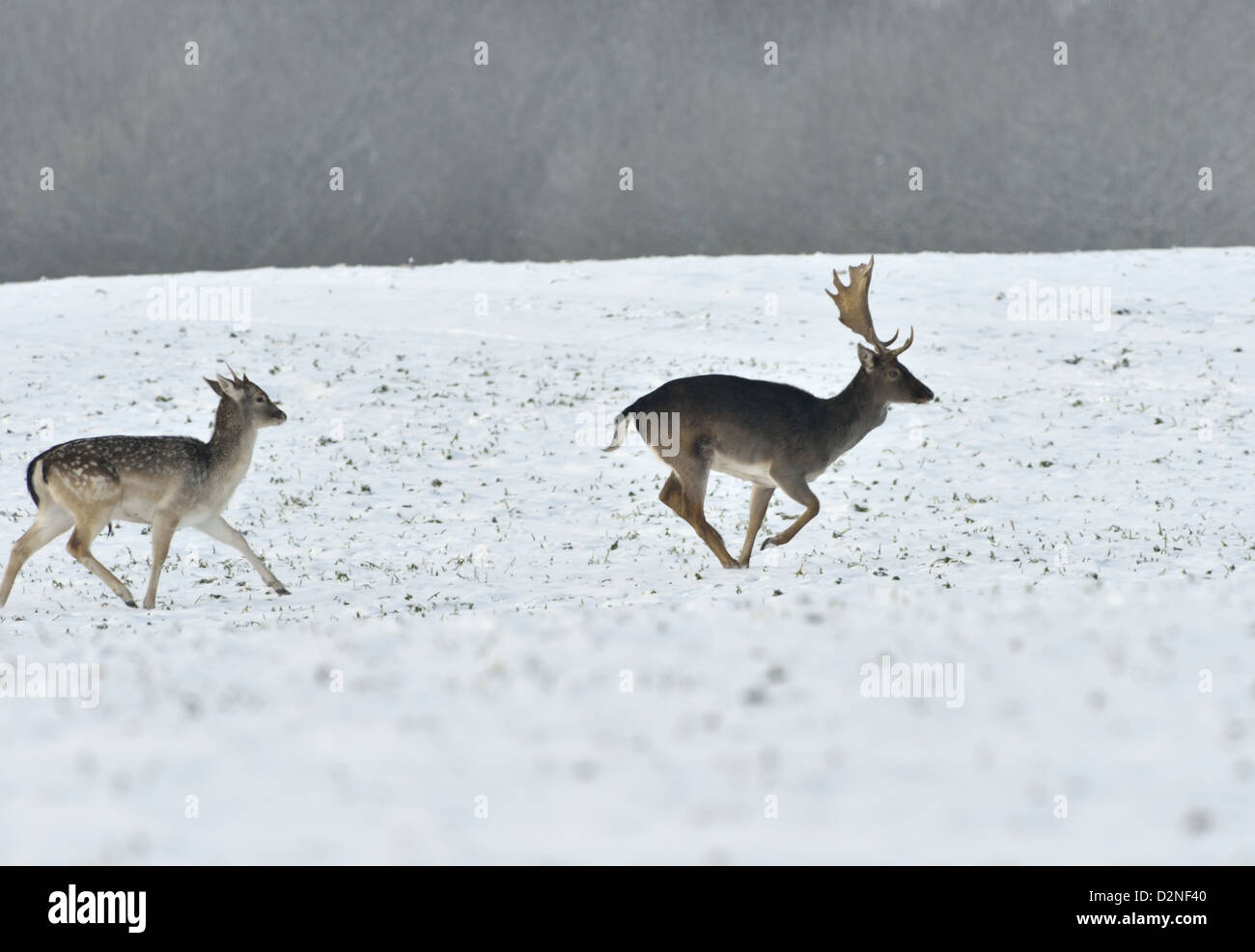 Fallow-deer ( Dama d.) running ower a snowy field Stock Photo - Alamy