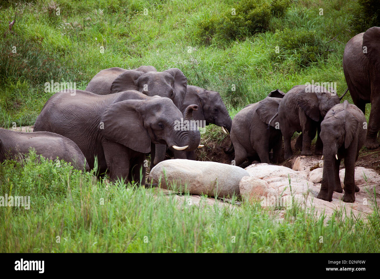 Wild herd of African elephants with tusks helping baby and young up a ...