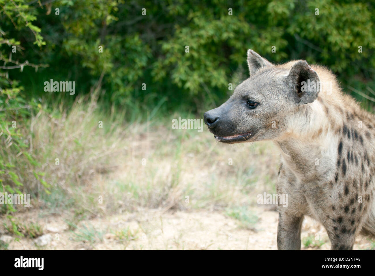 Hyena head hi-res stock photography and images - Alamy