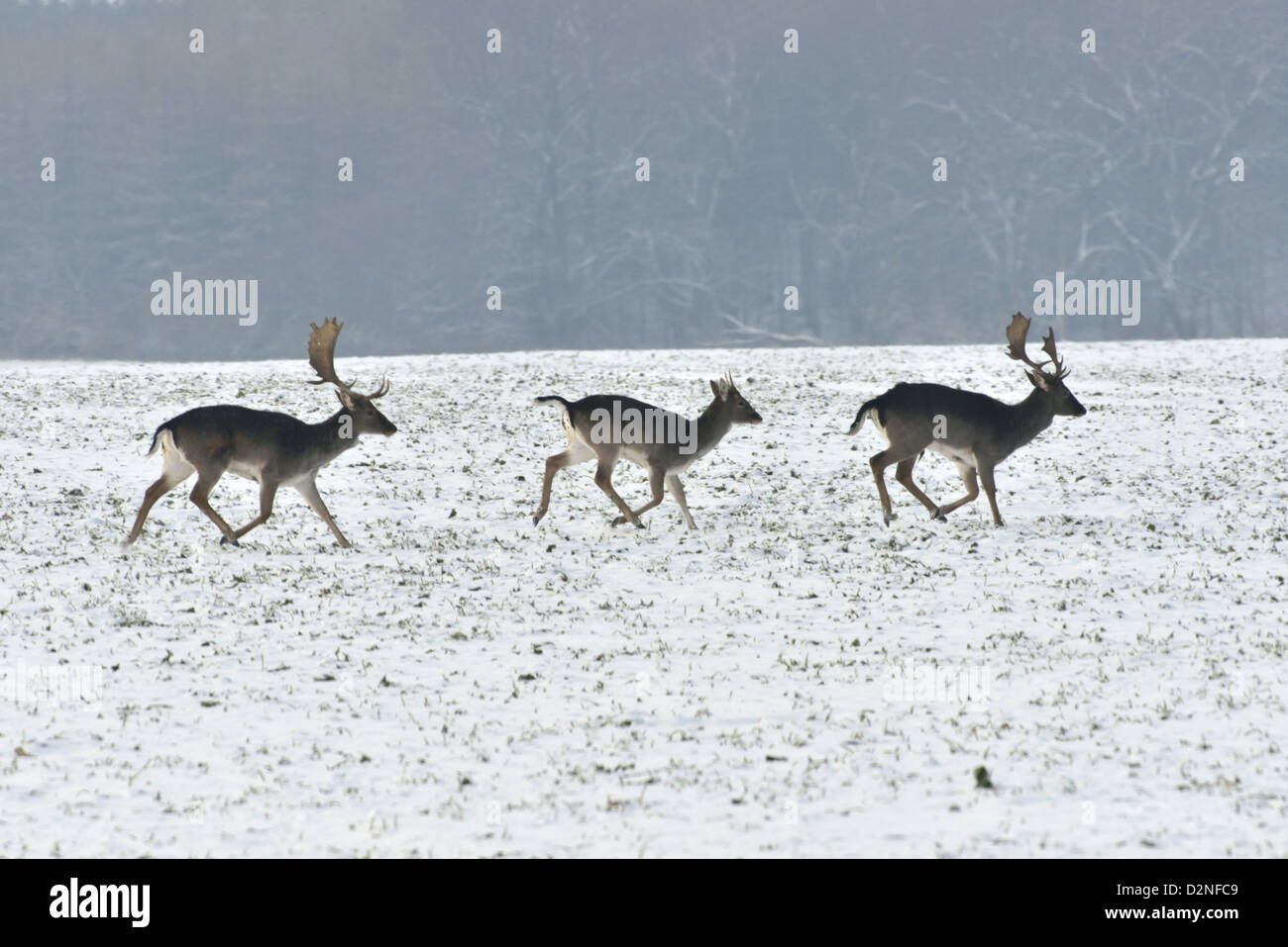 Fallow-deer ( Dama d.) running ower a snowy field Stock Photo - Alamy