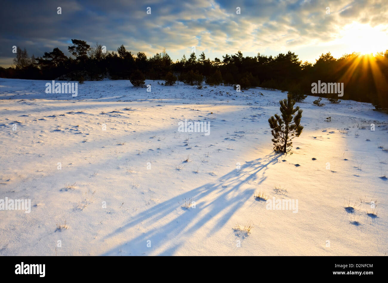 Tree shadow with sun hi-res stock photography and images - Alamy