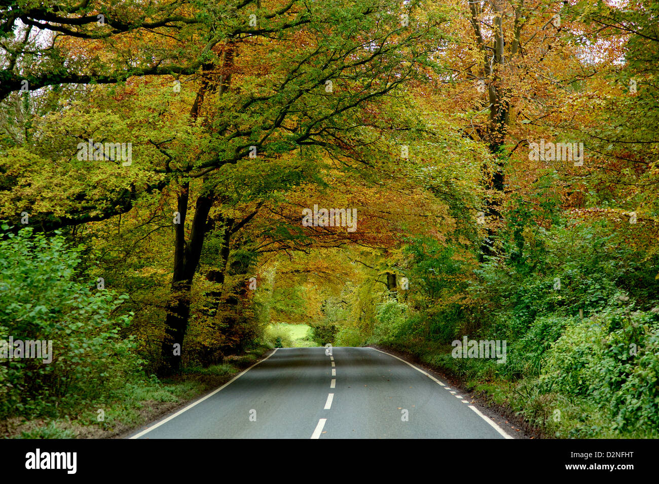 Uk tree lined road rustic country color image horizontal colour image ...
