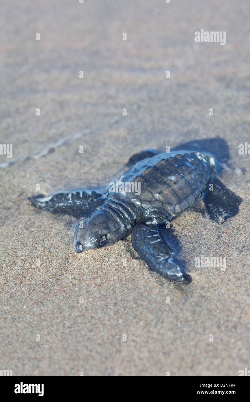 Baby turtles and mother hi-res stock photography and images - Alamy