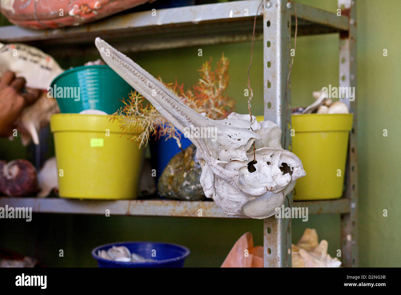 Skull rack hi-res stock photography and images - Alamy