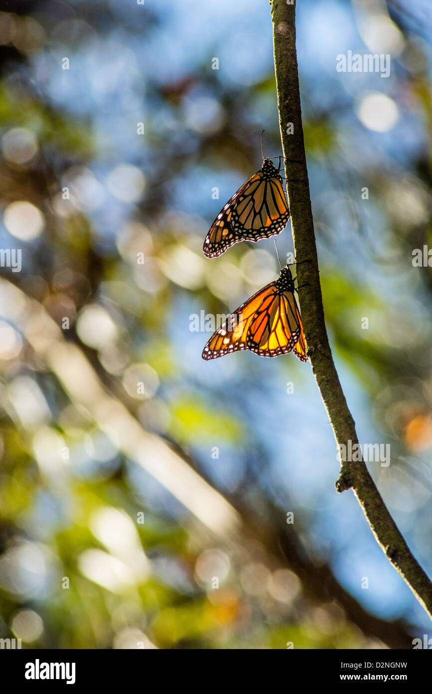 Two monarch butterflies on a bare branch Stock Photo - Alamy